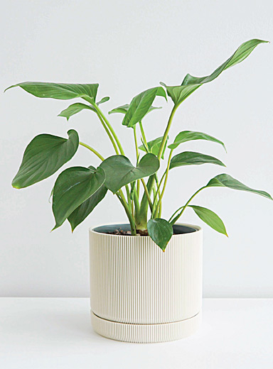 Hemlock plant-based planter See available sizes | Conifer Homewares ...
